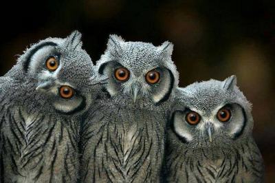 Les Hiboux, Charles Baudelaire